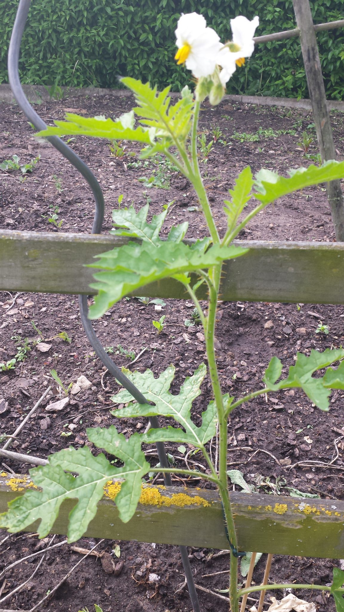Litschi-Tomate - BioHausGarten.de